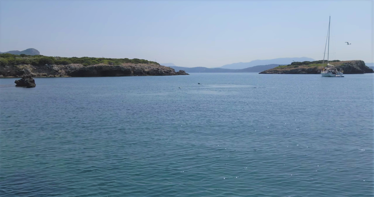 Discover Lefkada's Hidden Gem: Seals, Turtles, and Dolphins! | Dream ...